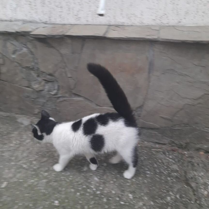 Котята в добрые руки бесплатно девочка