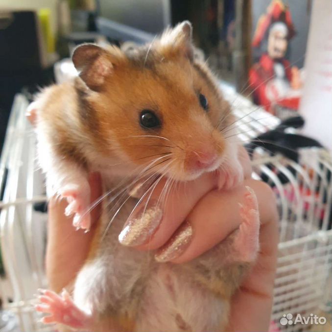 Сирийский хомяк мальчик