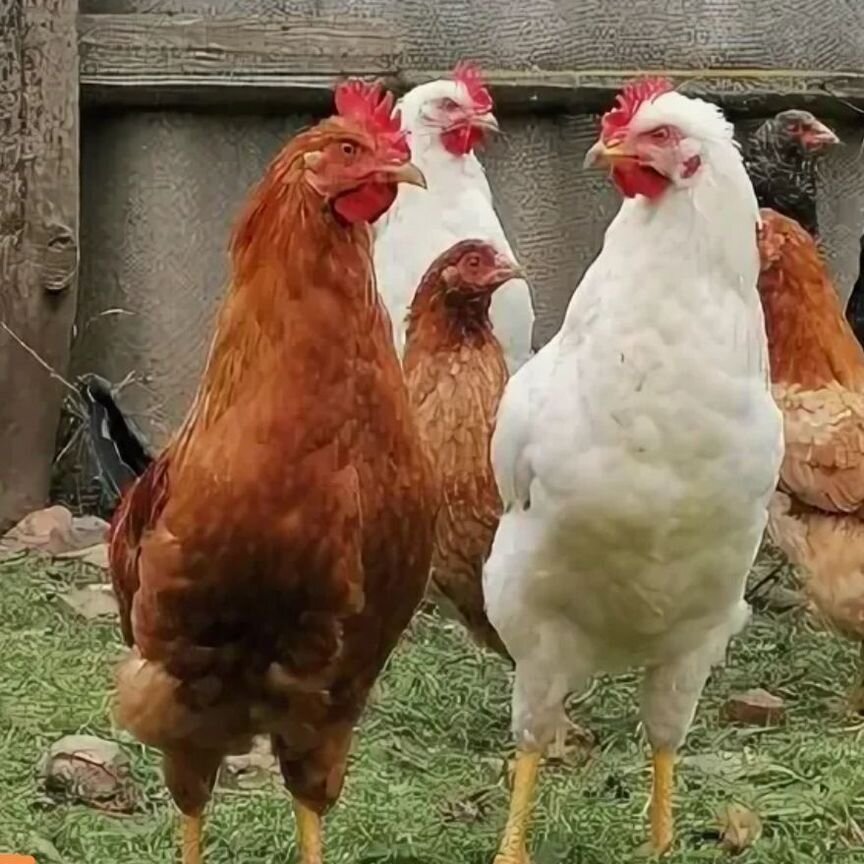 Молодые петушки