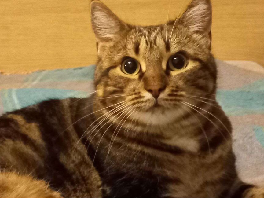 Домашняя кошка 4 лет ищет новый дом