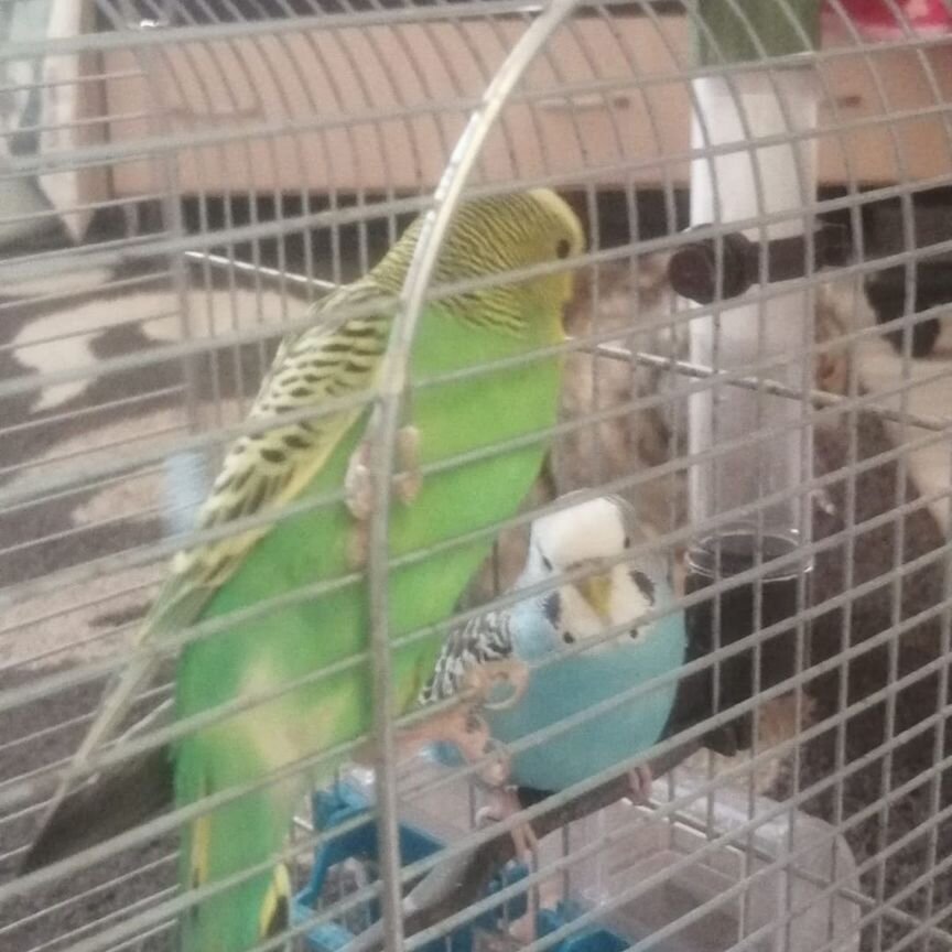 Волнистый попугай с клеткой