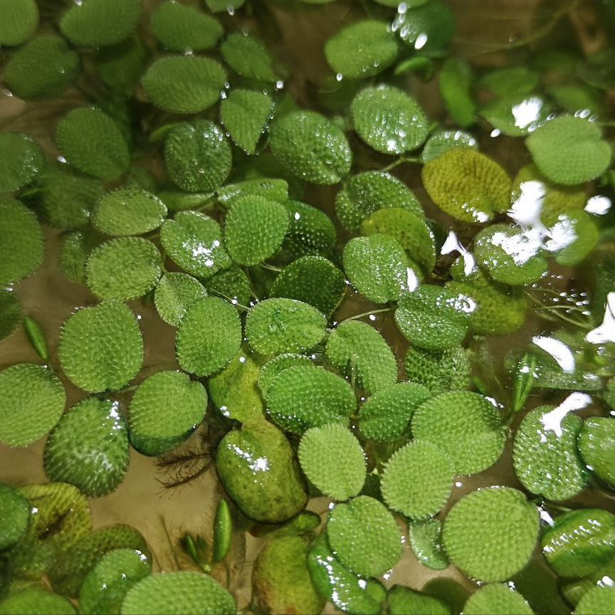 Сильвиния прополка