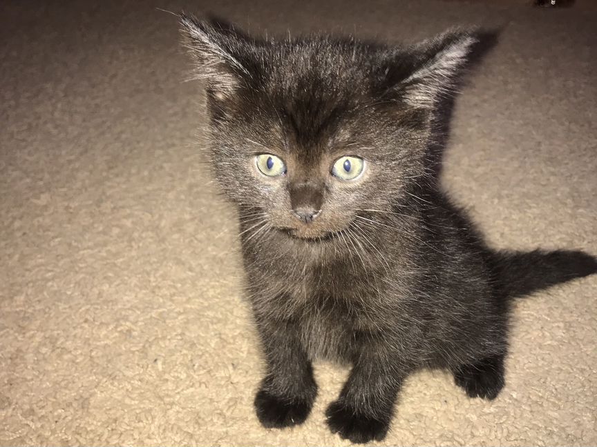 Котята помесь