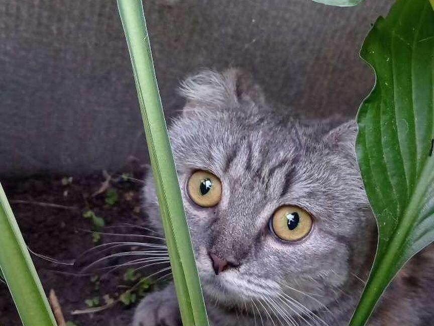 Анюте нужен дом