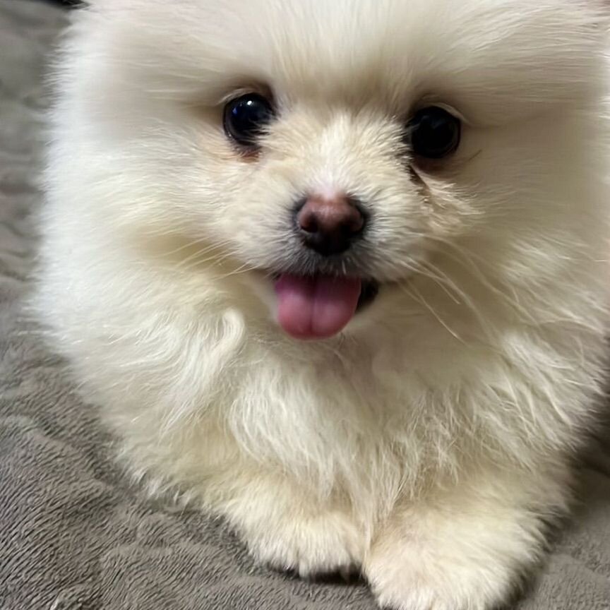 Померанский шпиц