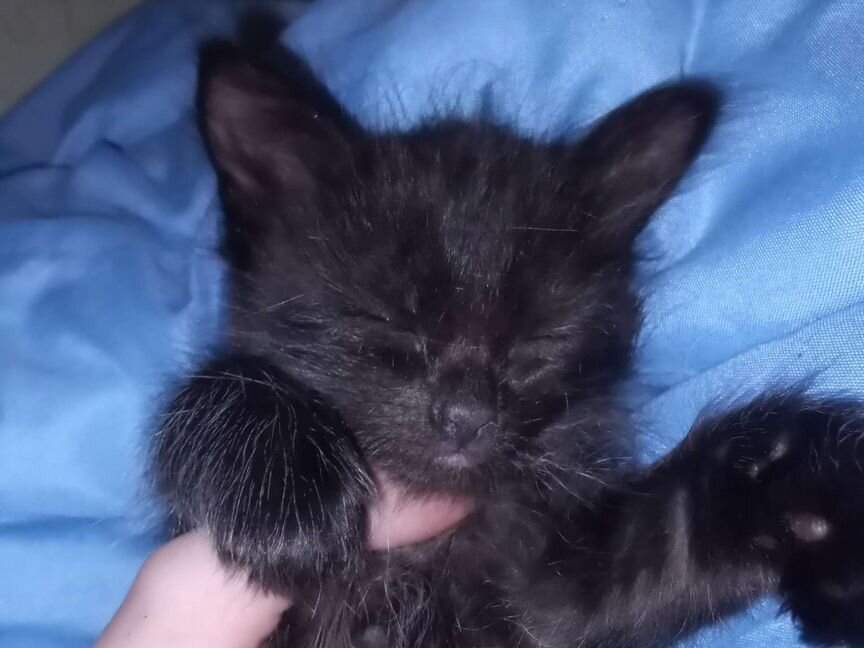 Котята в добрые руки бесплатно