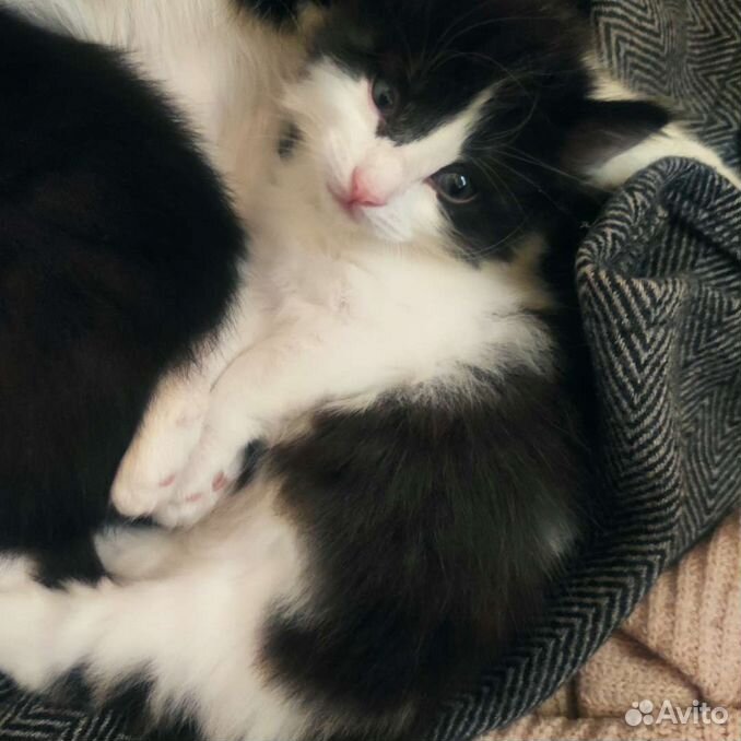 Котенок кот 1 месяц мальчик
