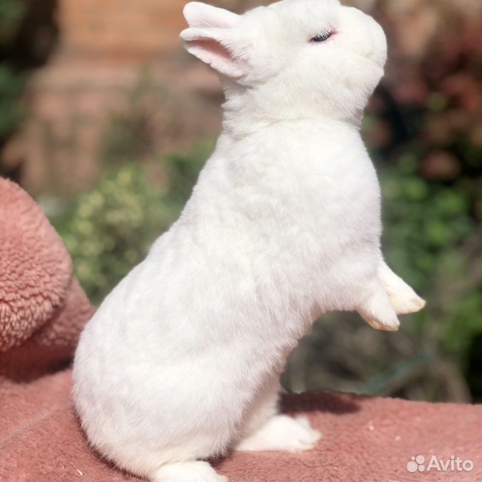 Племенная группа гермелинов