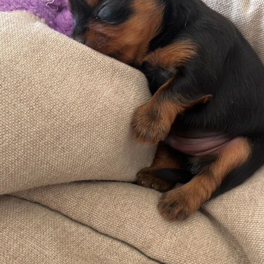 Йоркширский терьер мини щенки бейби фейс