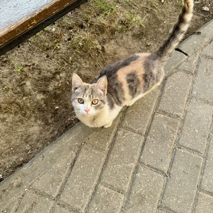 Кошечка-подросток в опасности