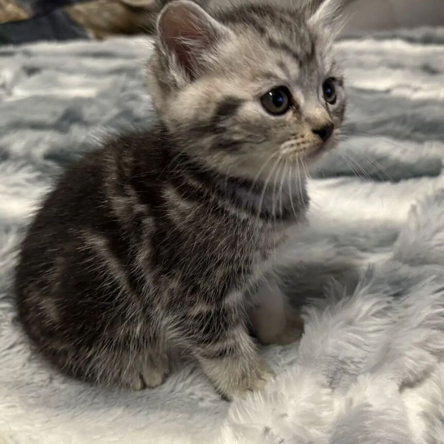 Шотландский прямоухий короткошёрстный котёнок