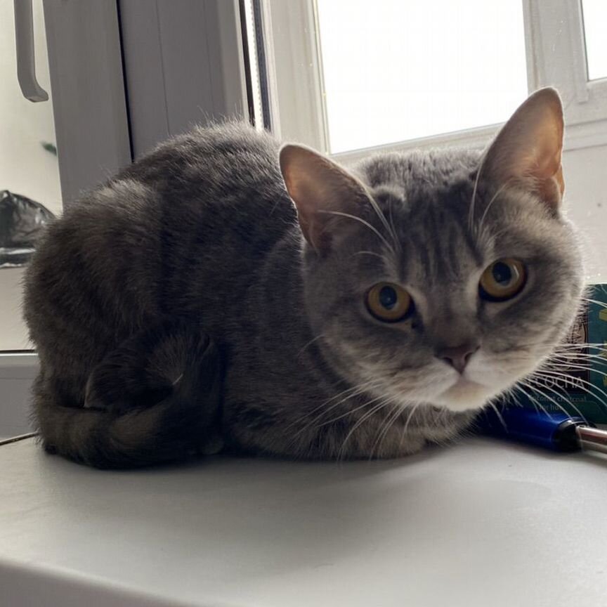 Кошка скоттиш страйт