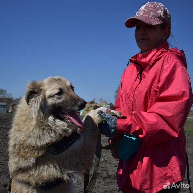 Собака Лакки