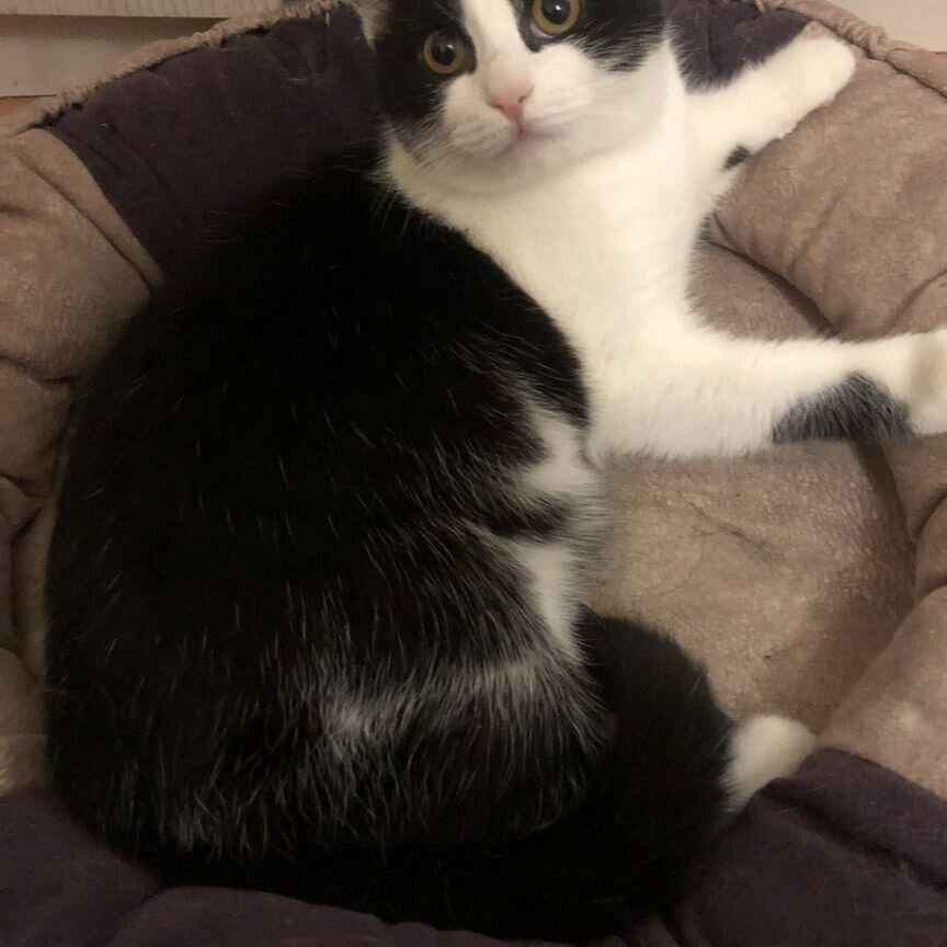 Котёнок в добрые руки