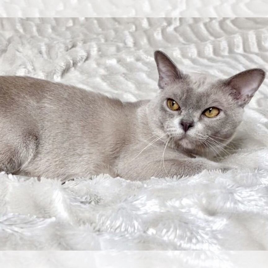 Европейская бурманская, взрослая кошка