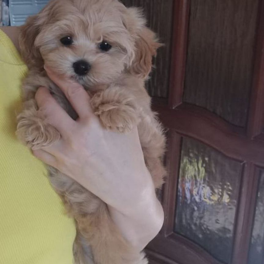 Сказочная капучино мальтипу мини