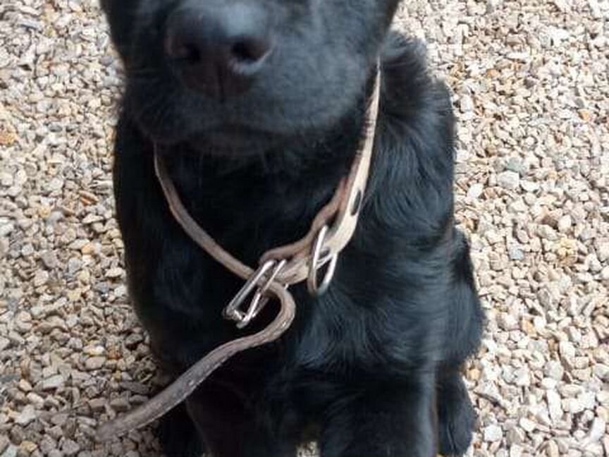 Лабрадор Дейзи