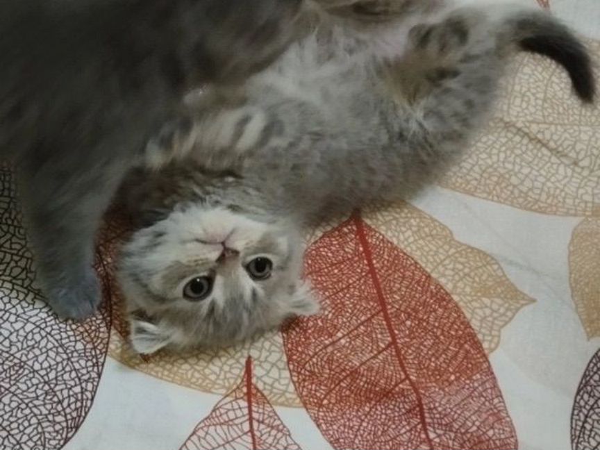 Котенок вислоушка