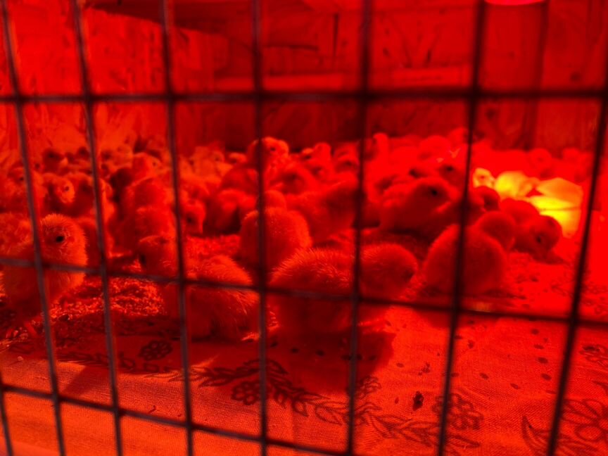 Замороженный корм для рептилий