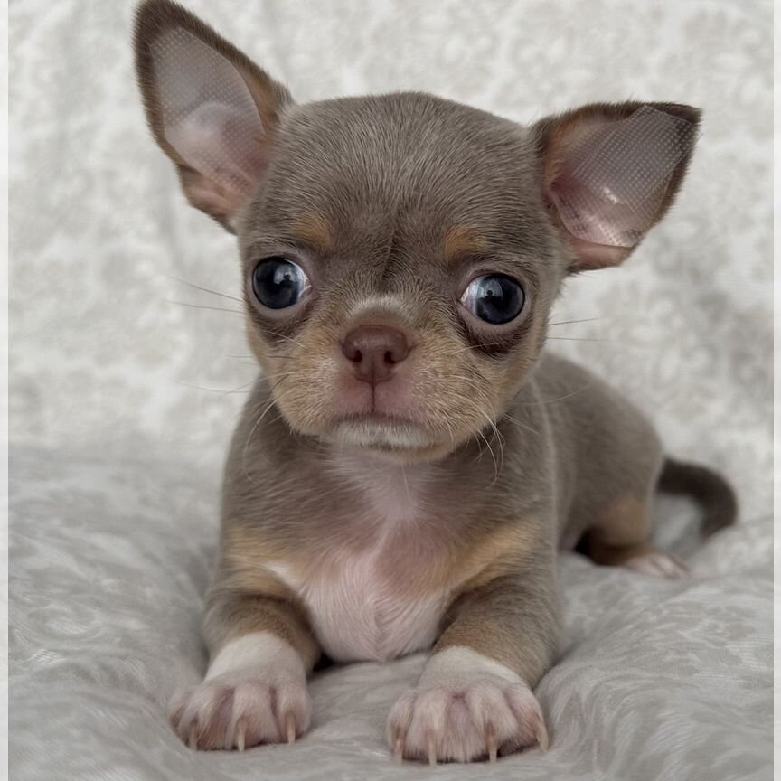 Чихуахуа, щенок