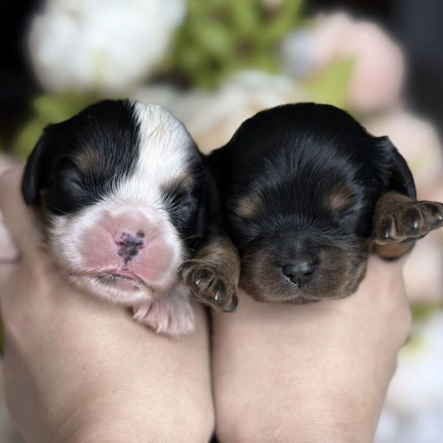 Кавалер кинг-чарльз-спаниель, щенок