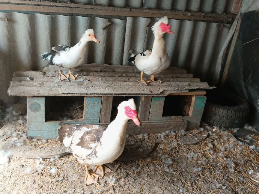 Утки шипуны