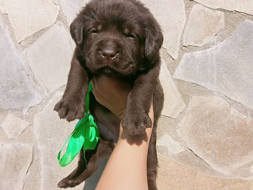 Щенки лабрадора из питомника