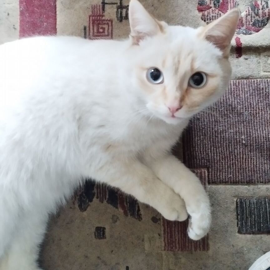 Взрослый кот в добрые руки