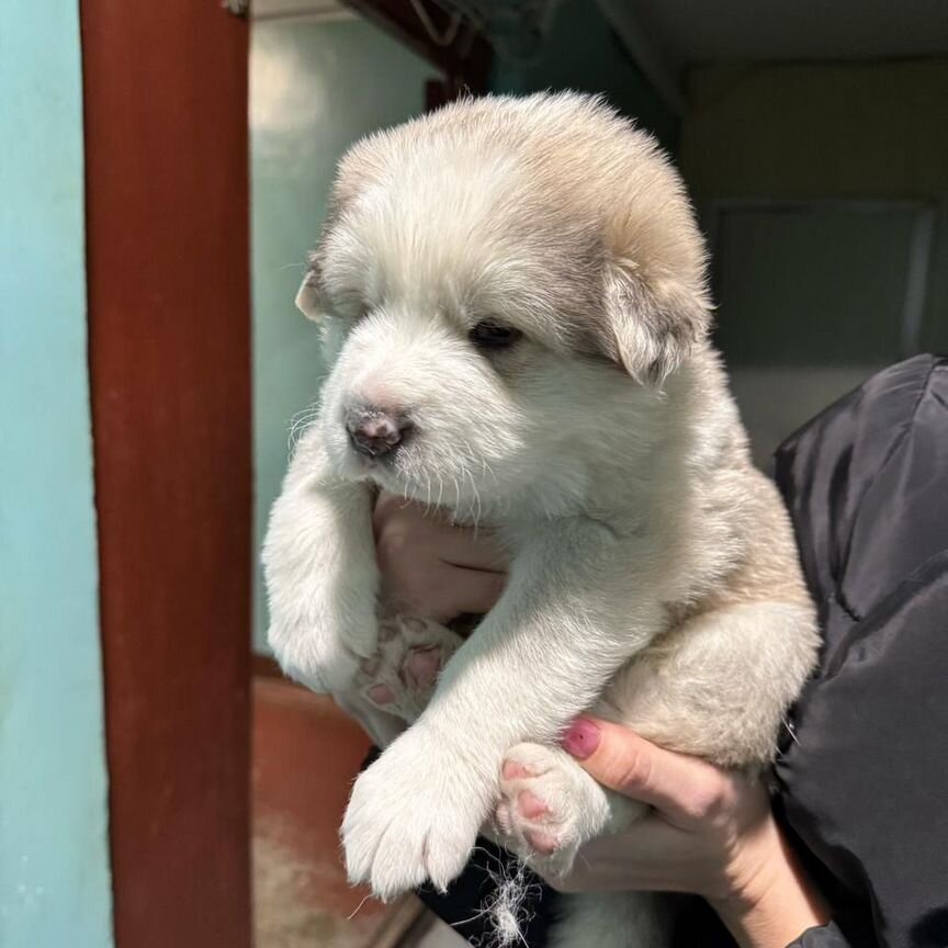 Шенки в добрые руки