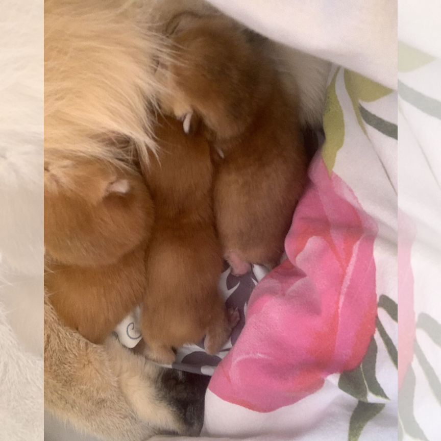 Британский короткошёрстный котёнок