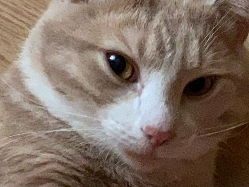 Отдам в добрые руки кота