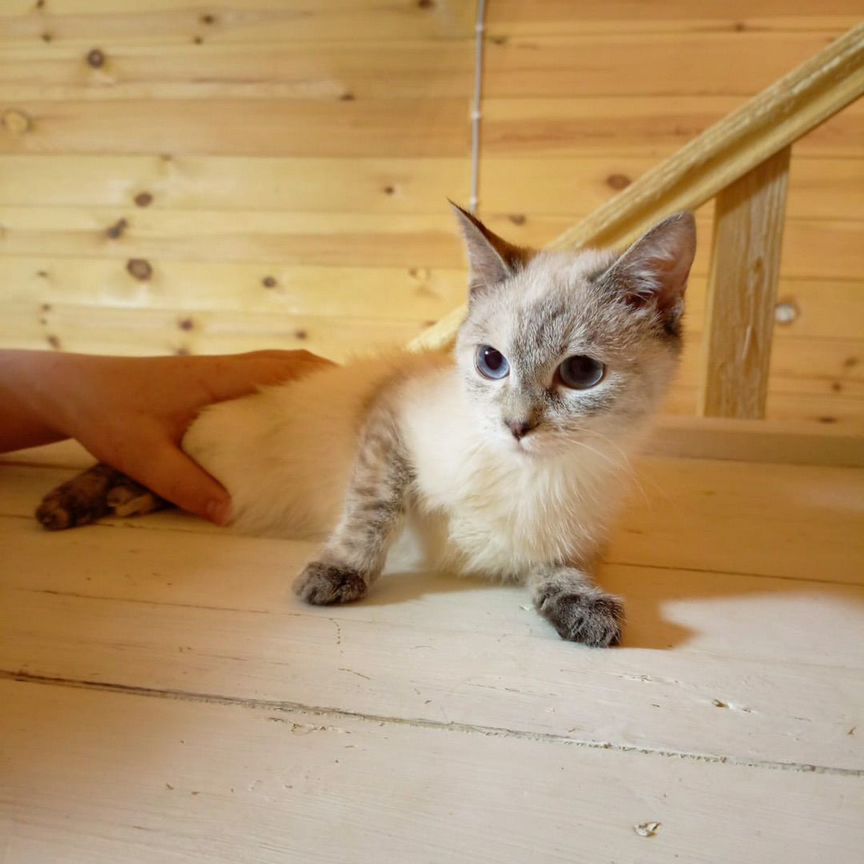 Кошечка -котенок в заботливые руки