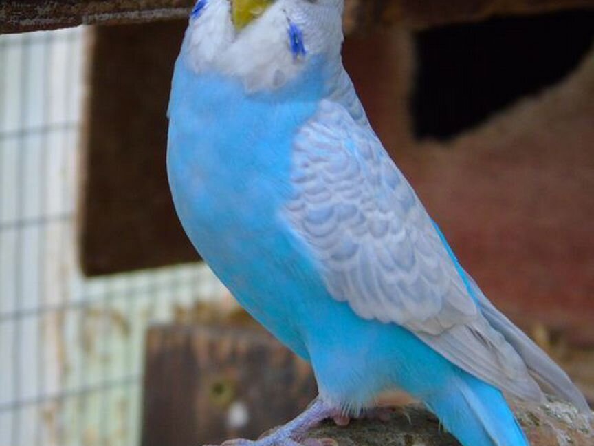 Волнистый попугай