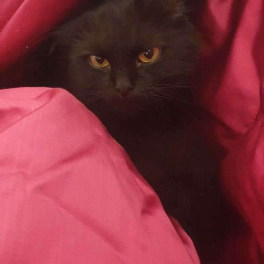 Кошка в добрые руки