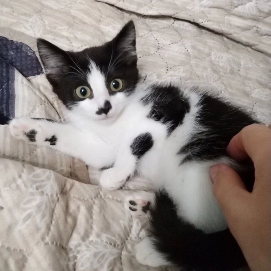 Котенок девочка роскошная в любящие руки