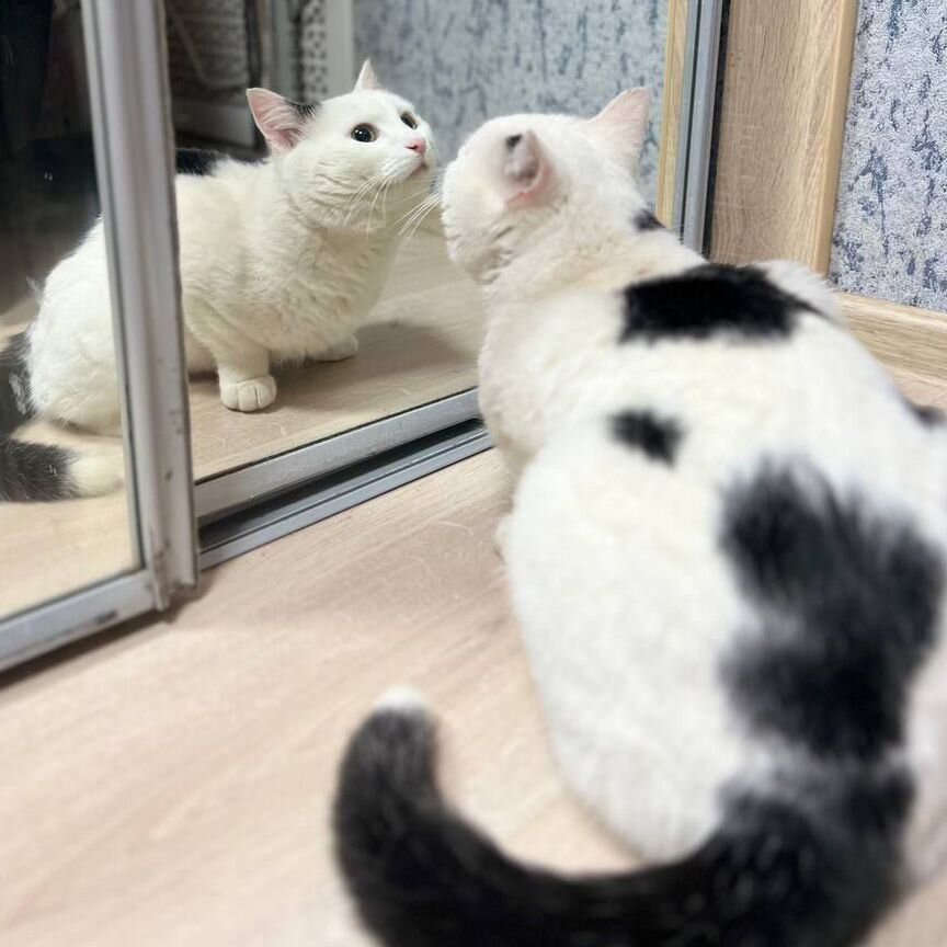 Взрослый кот в добрые руки