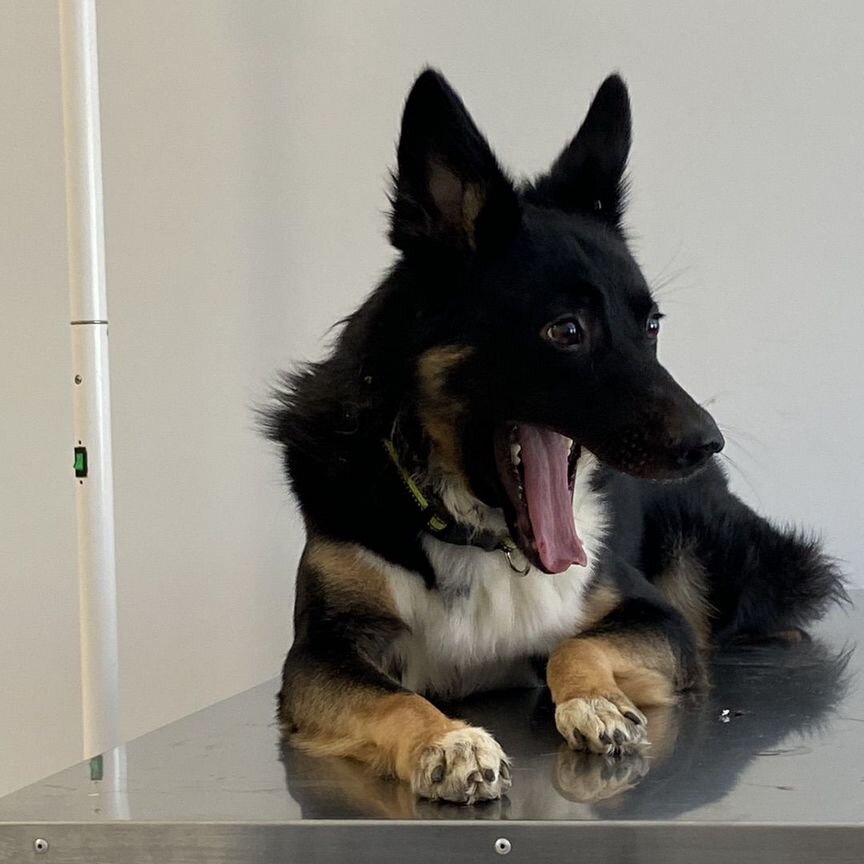 Овчарка помесь