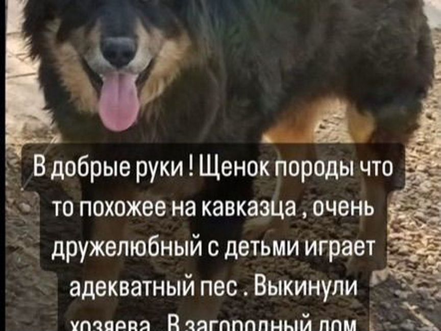 Собака в добрые руки отдам бесплатно