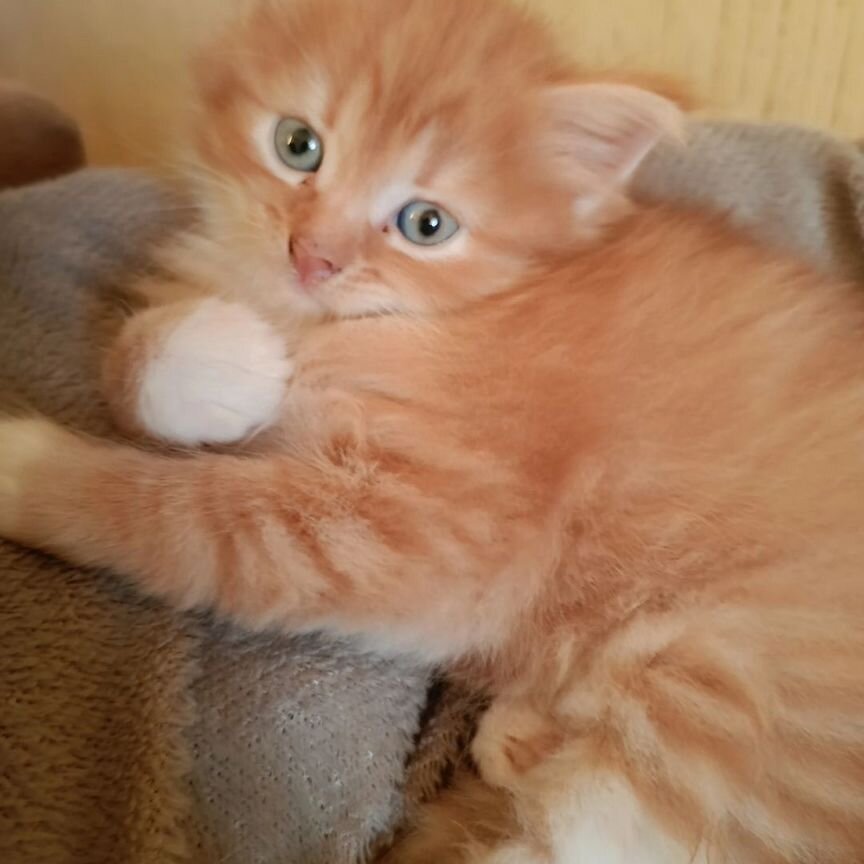 Отдам кота в добрые руки. Уже ходим в лоток