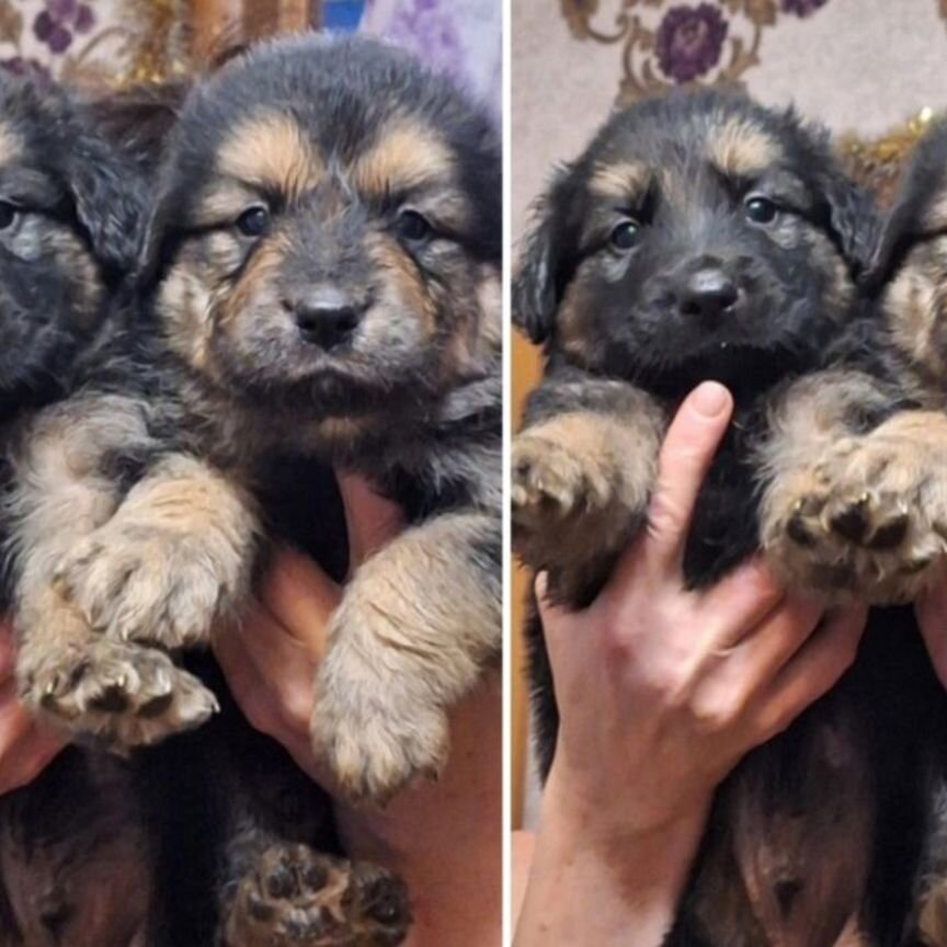 Щенки беспородные в добрые руки