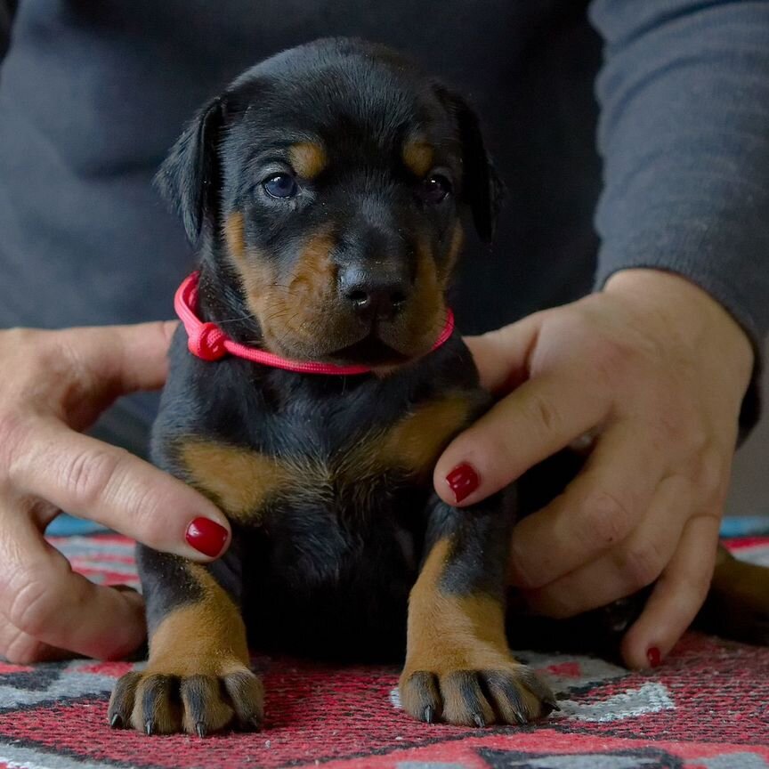 Доберман, щенок