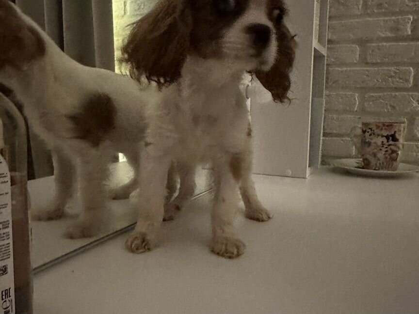 Супер мини Кавалерочка РКФ