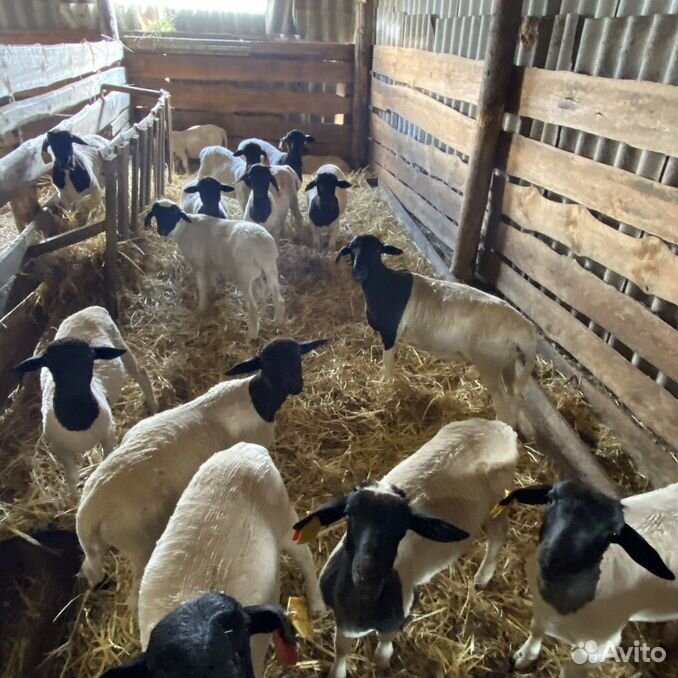 Баран дорпер (черноголовый)