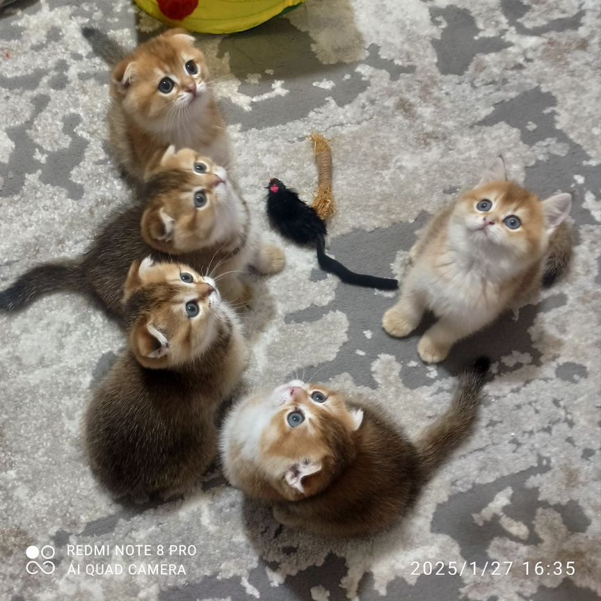 Шотландские котята