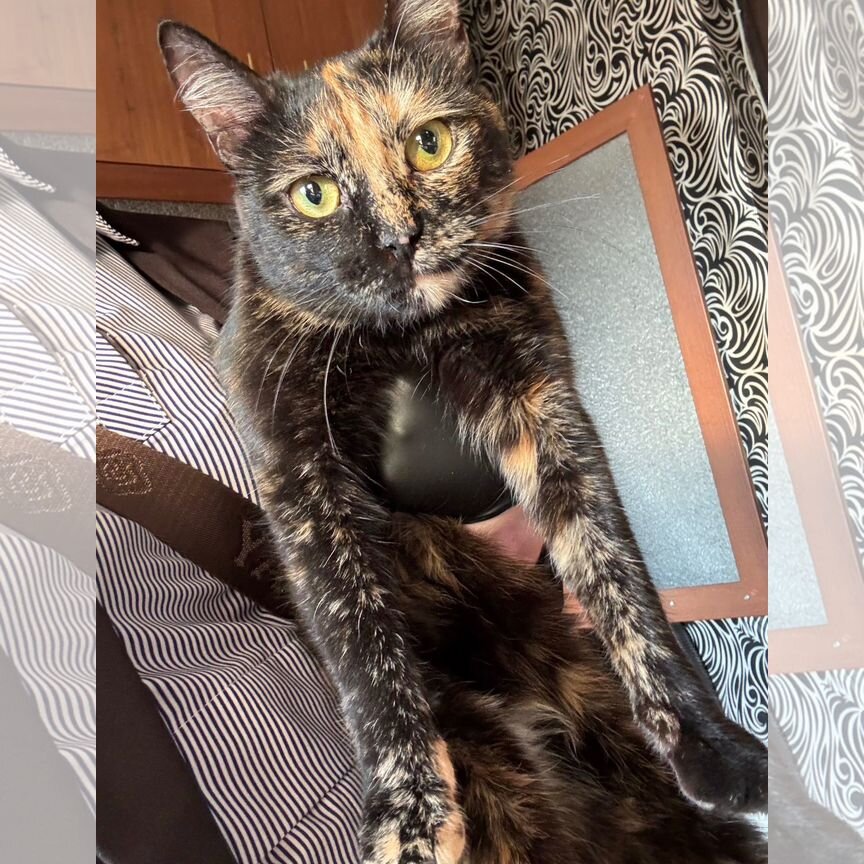 Взрослая, кошка в добрые руки