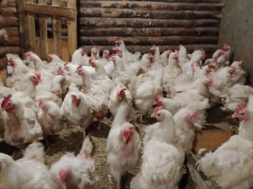 Куры родониты белые