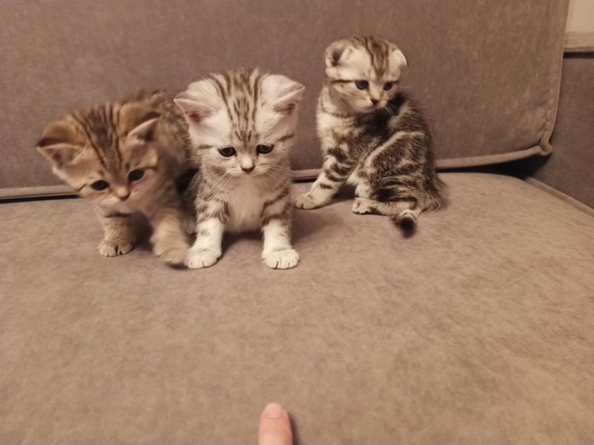 Кошки