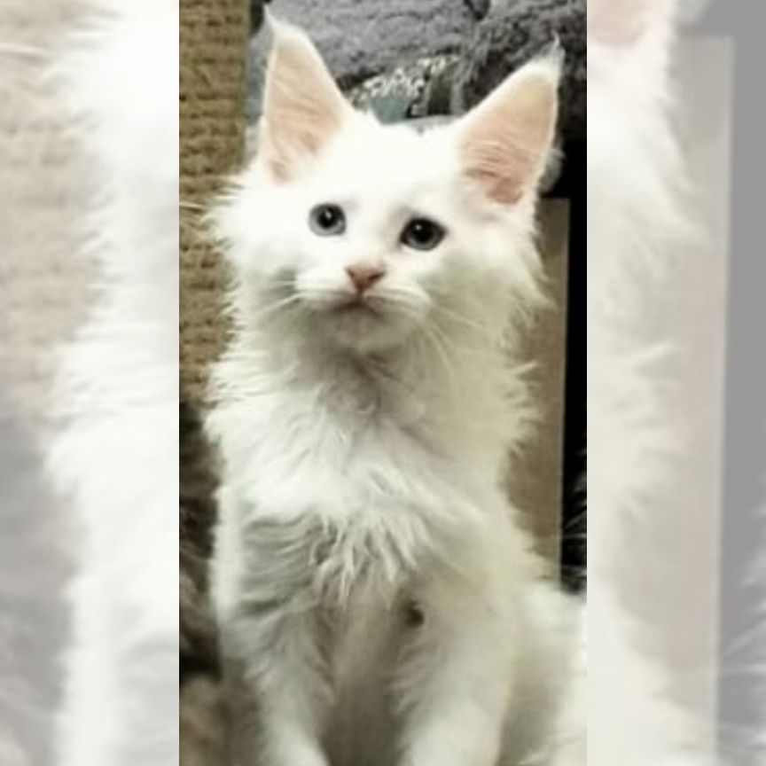 Котята мейн-кун