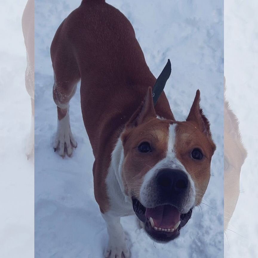 Американский стаффордширский терьер, щенок