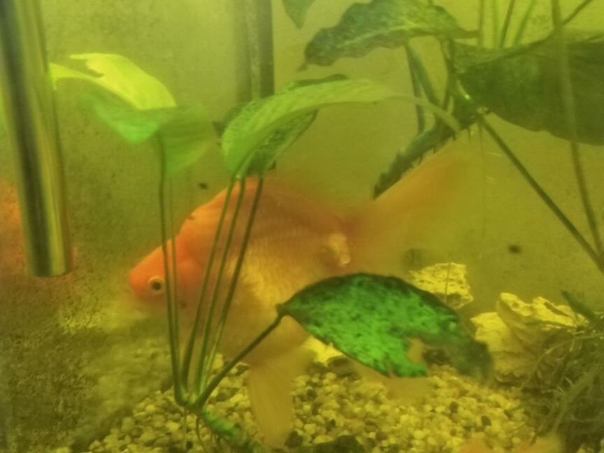 Золотая рыбка